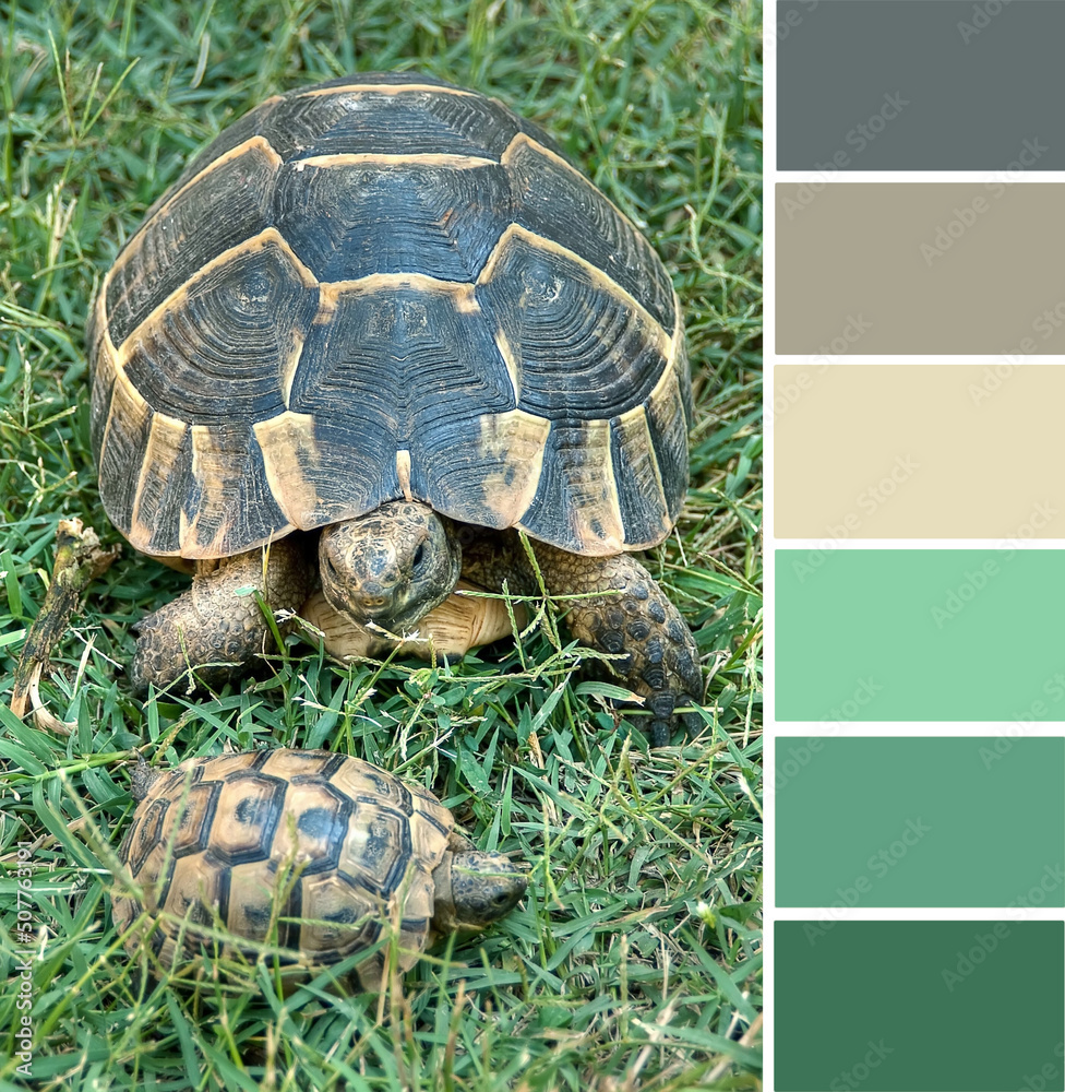 Color palette swatches of big and small brown beige turtles on green ...