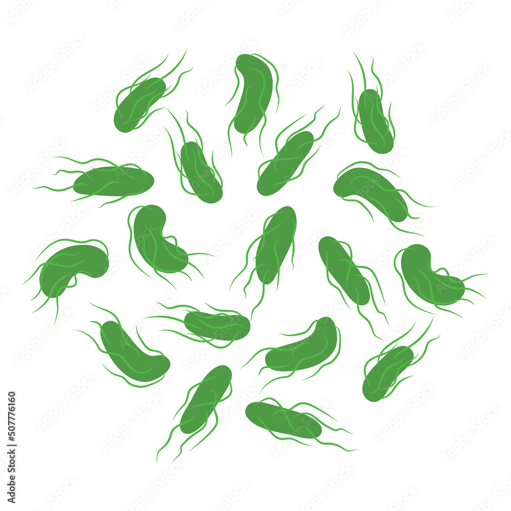 Salmonella Under Microscope