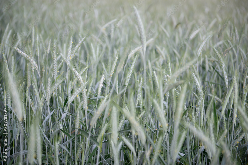 Rye grows in field. Grain crops. Spikelets of cereals over sky before ...