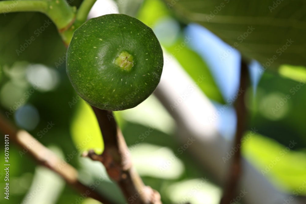 Fotografie An early green fig ready to be picked. The first batch of ...