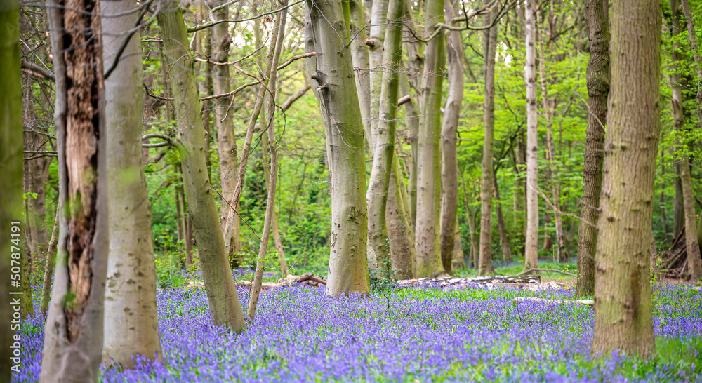 Bluebell Season in spring in an English forest in Northamptonshire, UK ...