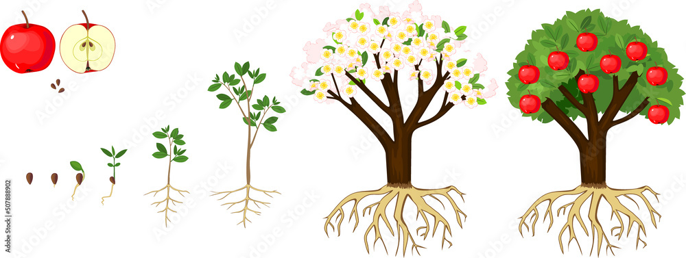Life cycle of apple tree isolated on white background. Plant growing ...