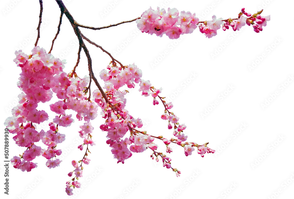 Tree branch flower Photo Overlays, Summer spring painted overlays ...