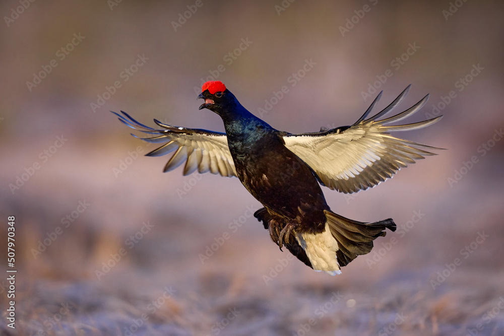 Black grouse fly in cold morning. Nice bird Grouse, Tetrao tetrix, in ...