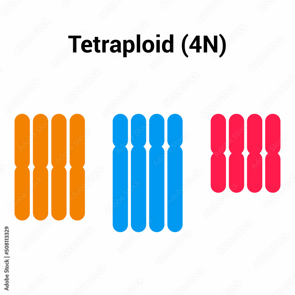 tetraploid (4n) types of polyploidy Stock Vector | Adobe Stock