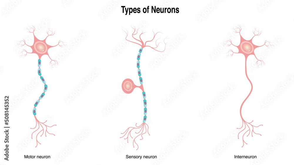 Different Types of Neurons Stock Vector | Adobe Stock