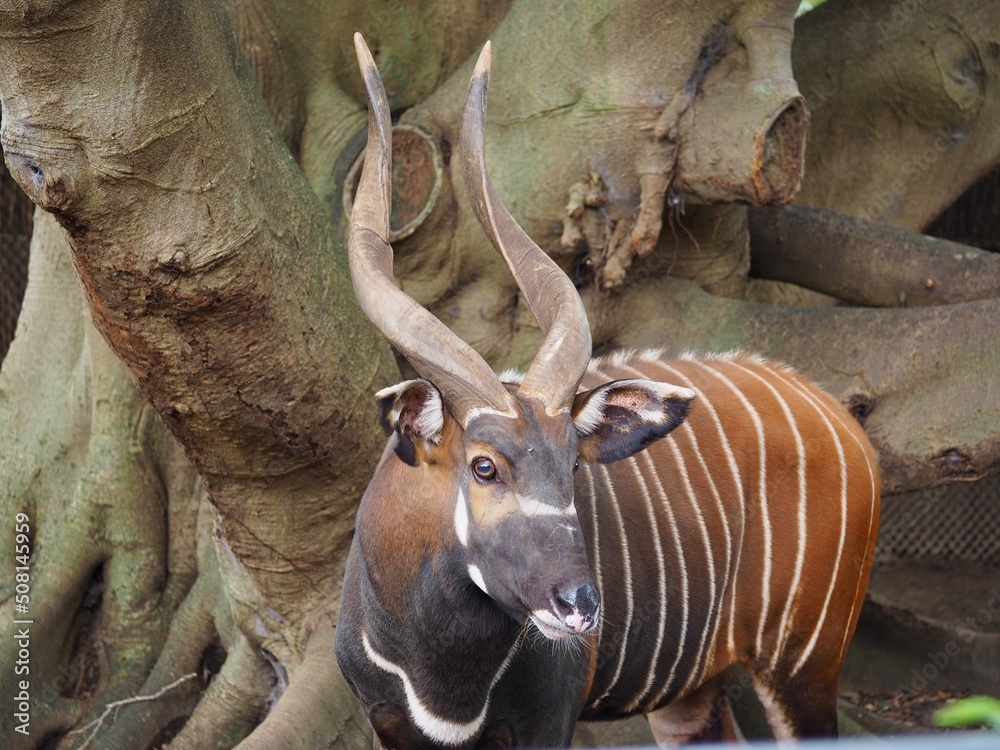 Wonderful graceful striking Bongo with distinctive markings and massive ...