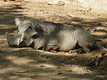 Warthog Sitting Free Stock Photo - Public Domain Pictures