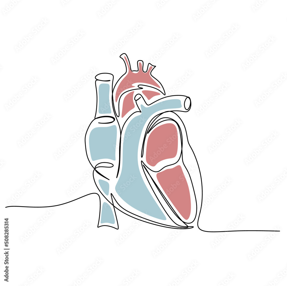 One continuous line drawing of anatomical human heart organ. Medical ...