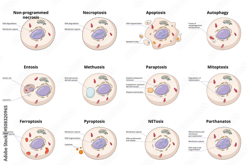 Cell death types: general differences between cell death processes ...