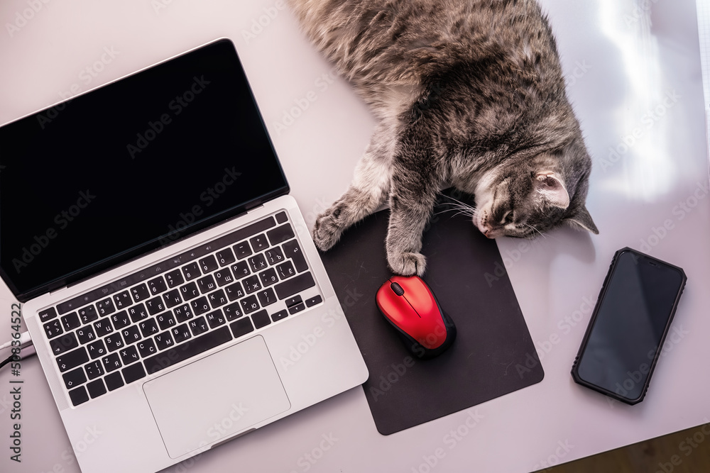 Lazy fat cat touching computer mouse with paw, lying on a table at the ...