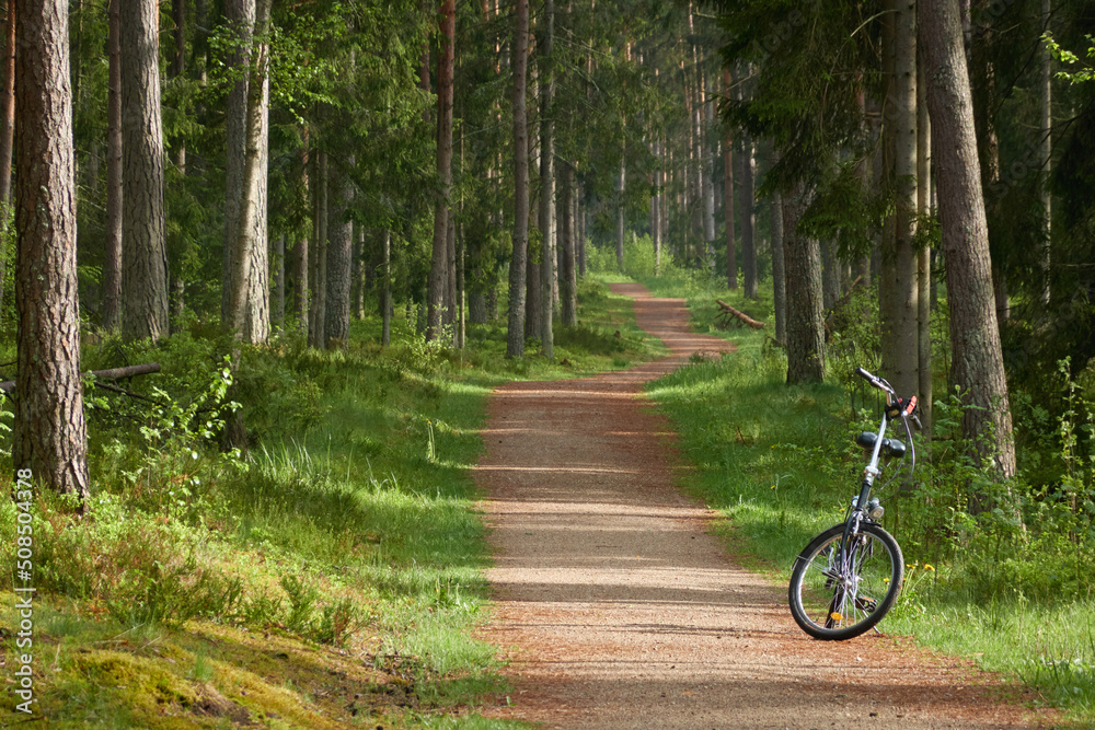 Bicycle parked on a hiking trail in the majestic evergreen forest park ...