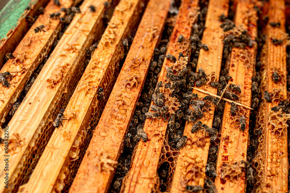 Open hive with plates from varoa mites. Diseases of bees and their ...