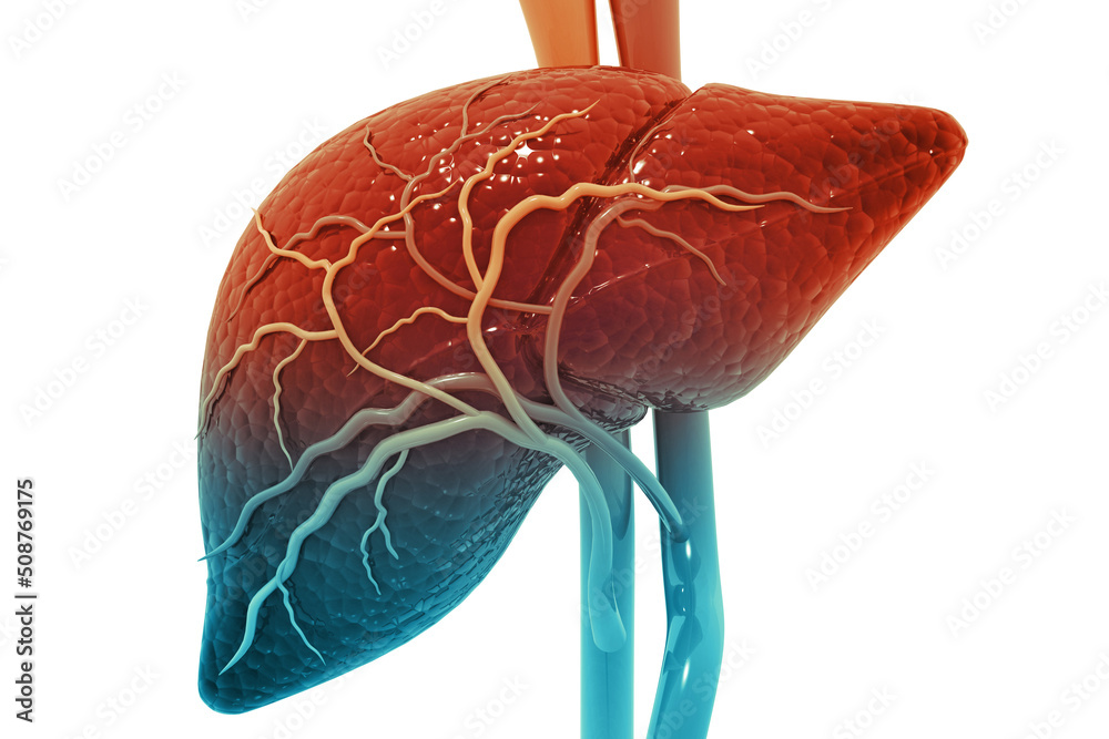 Human liver anatomy on white background. 3d illustration Stock ...
