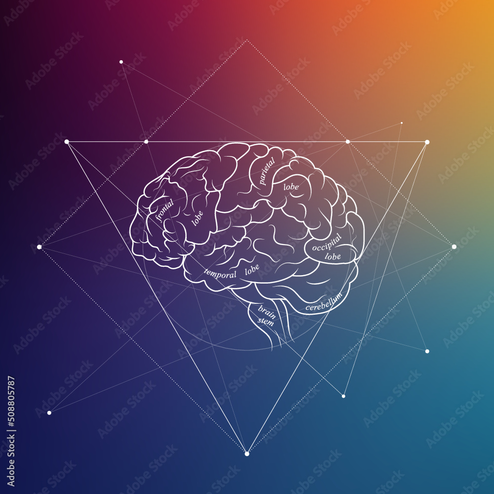 Minimal neuroscience infographic on gradient. Human brain lobes and ...