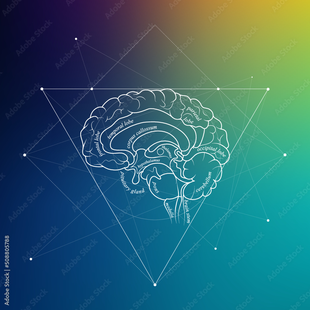 Vetor Minimal neuroscience infographic on gradient. Human brain lobes ...
