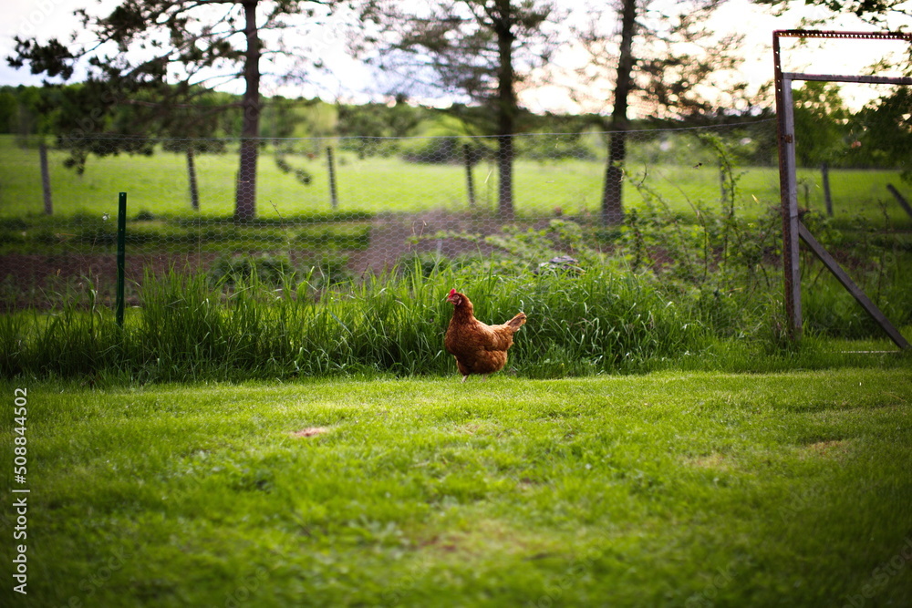 Chickens free ranging on a small farm in the country. Small scale ...