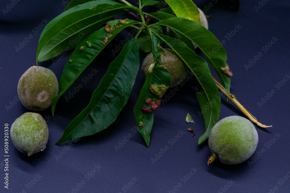 Sick peach. Search for diseases in a peach. Agricultural Department ...