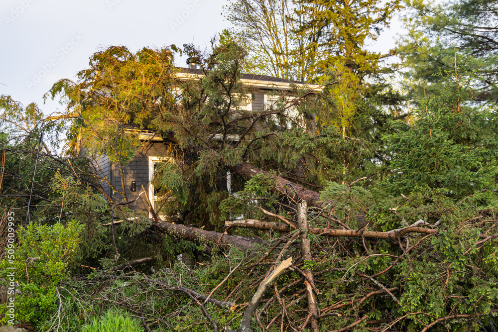 A detached home is barely visible in aftermath of storm, as uprooted ...