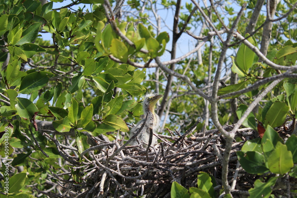 Juvenile tiger heron sitting into its nest in the mangrove forest of ...