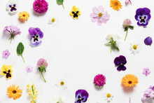 Colorful Pansy Flower Background Free Stock Photo - Public Domain Pictures