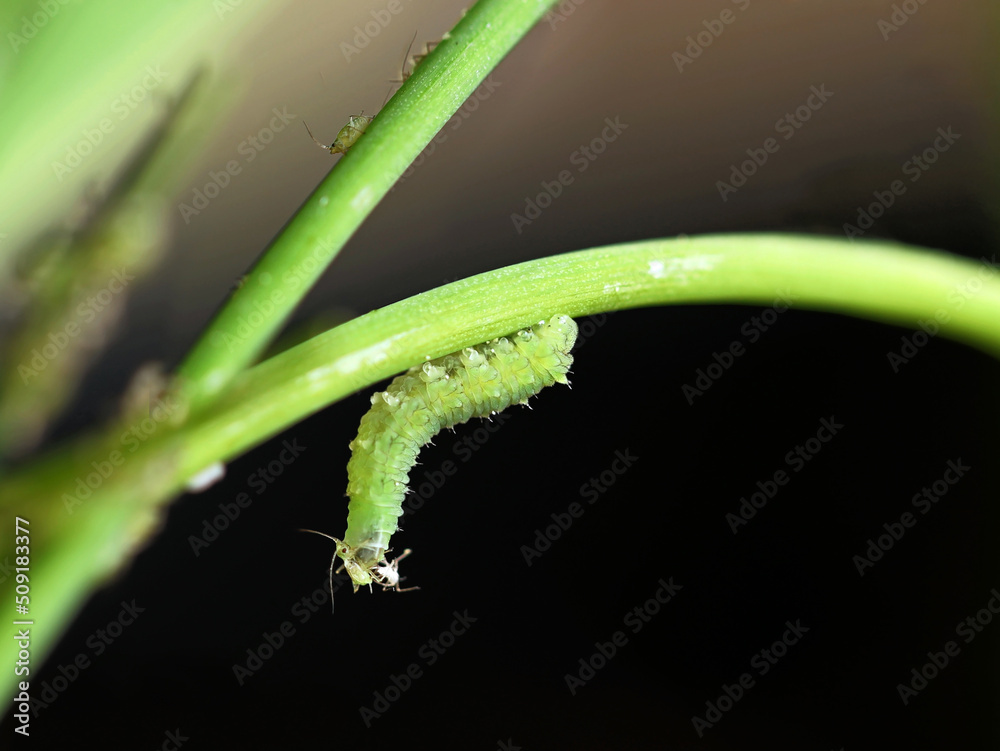 A green larva of a hoverfly, Syrphidae, feeding on aphids Aphis on ...