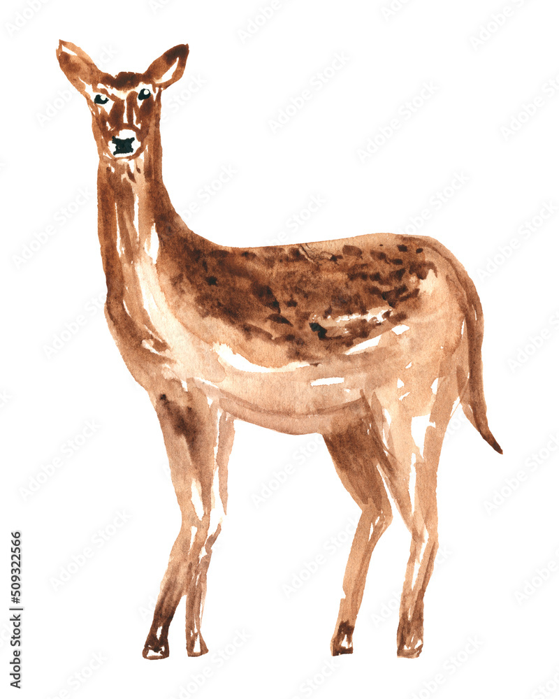 Deer. Hand painted watercolor clipart for design isolated on white ...