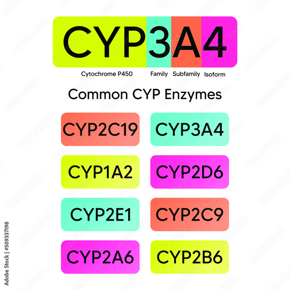 CYP Cytochrome p450 nomenclature and examples of common enzymes ...