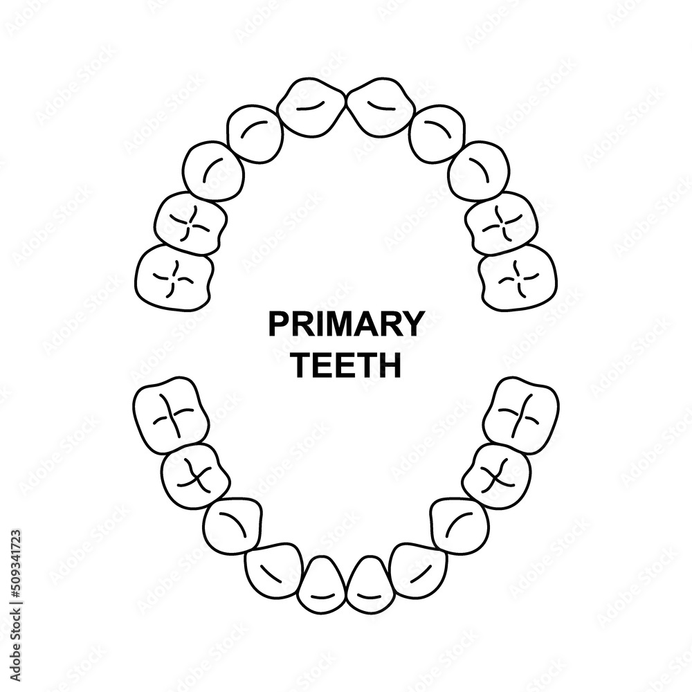 Primary teeth dentition anatomy. Child upper and lower jaw. Child tooth ...