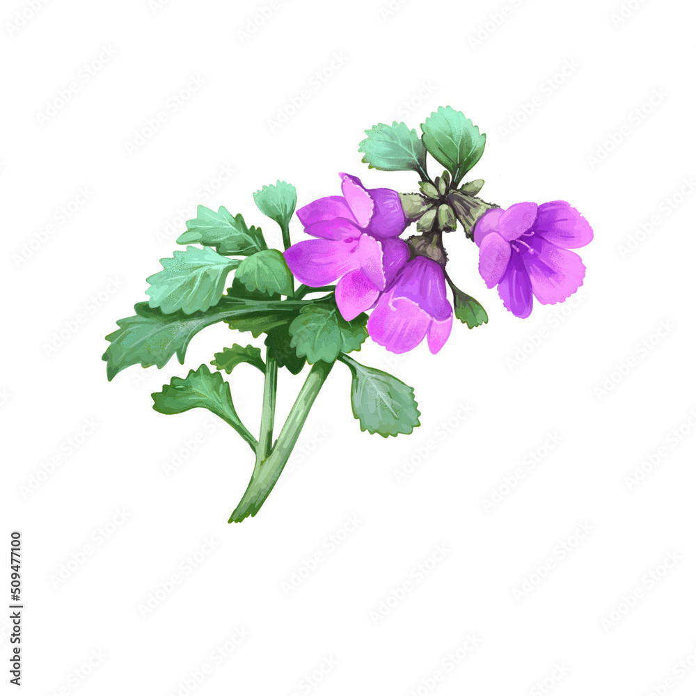 Illustration Stock Native Thyme Cut-leaf Mint Bush, native mint once ...