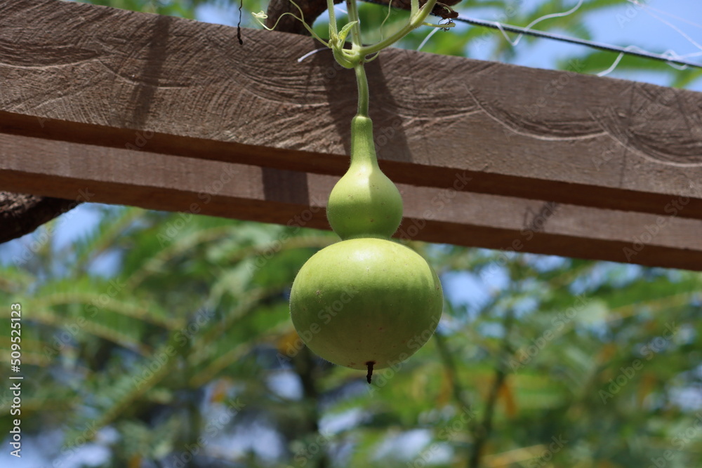 Foto de Stock Calabash (Lagenaria siceraria), also known as bottle ...