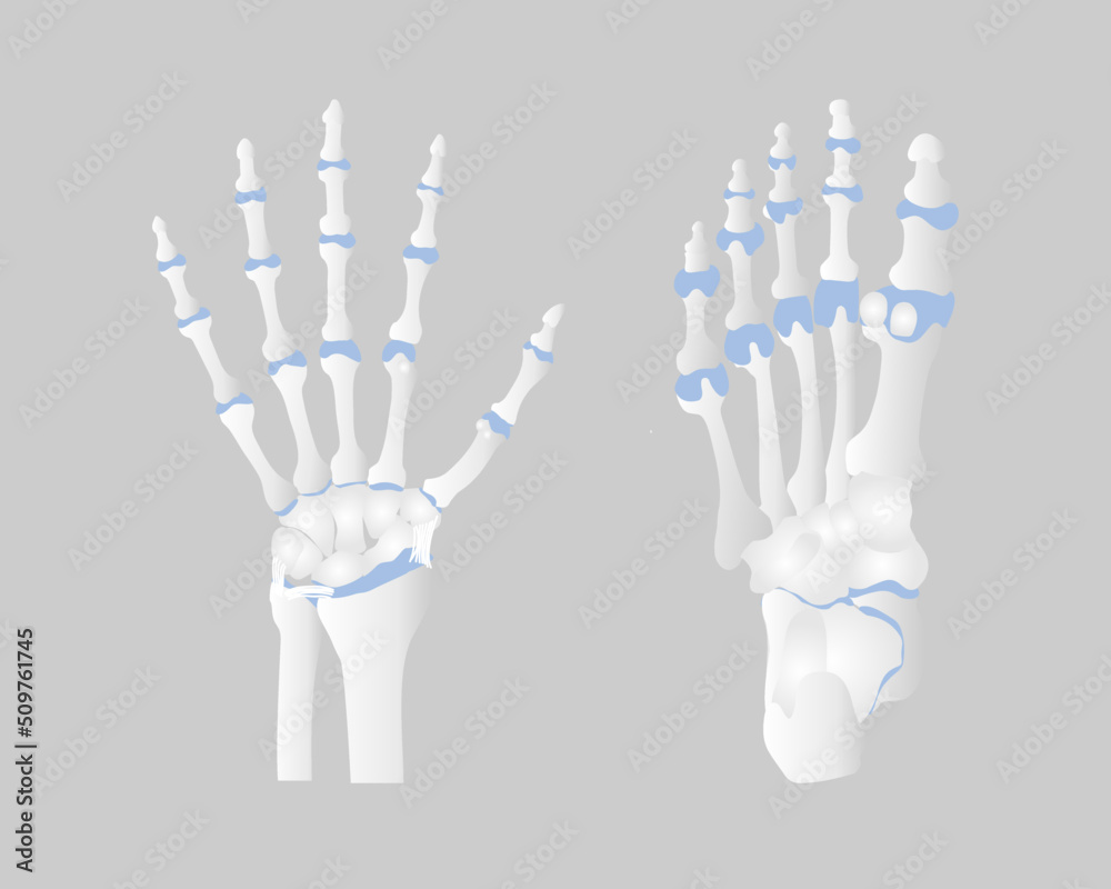 bone of the hand and foot anatomy, internal organs body part orthopedic ...