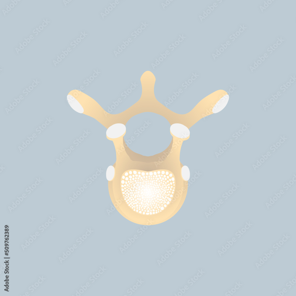 anatomy of thoracic vertebrae or dorsal vertebrae upper side view, bone ...