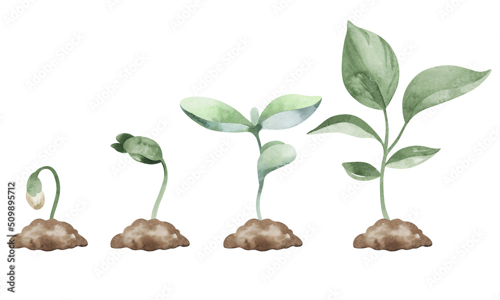 Stages of plant growth and development, evolution from seed in the soil ...