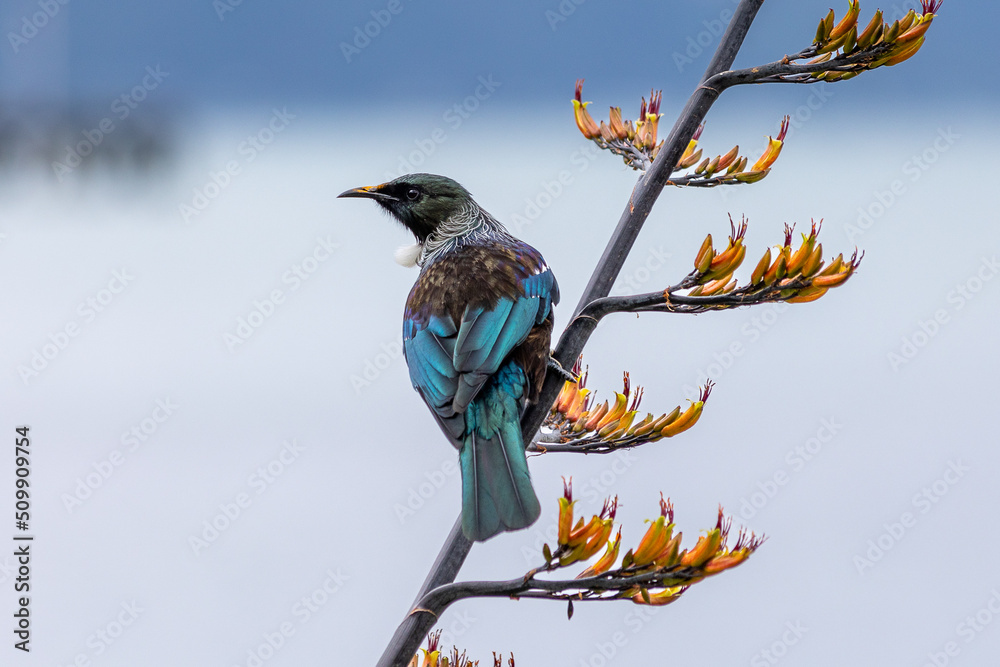 New Zealand Tui Stock Photo | Adobe Stock