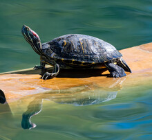Red Eared Slider Turtle Free Stock Photo - Public Domain Pictures