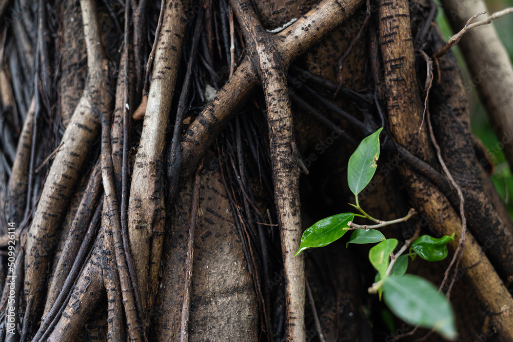 Texture background of banyan tree roots on the trunk of banyan tree in ...