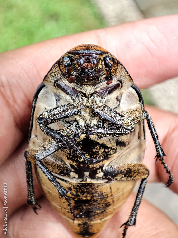 Tonggeret/Keriang is a term for all types of insects belonging to the ...