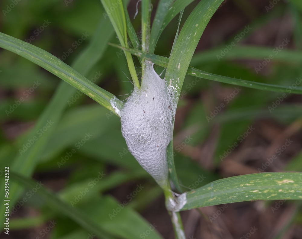 Spittle bug pierced and suck cell sap from plant with secretion of foam ...
