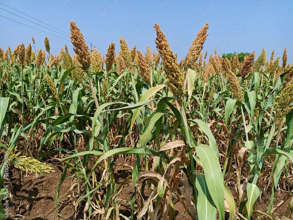 Photo Stock Sorghum, sourghum plants field crops in farm, jawar crop ...