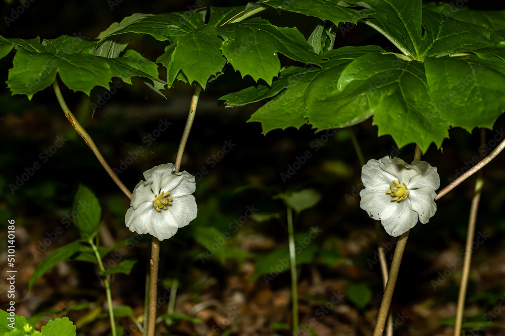Fotografie Mayapple (Podophyllum peltatum) Mayapples are native plants ...