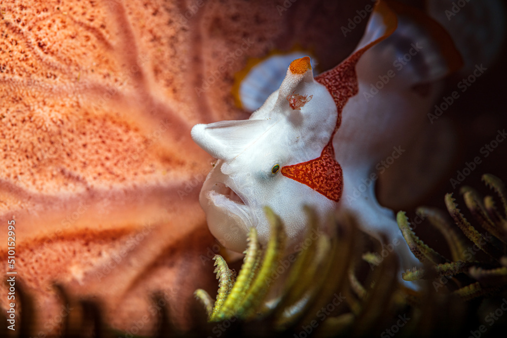 Foto Clown frogfish. Frogfishes are any member of the anglerfish family ...