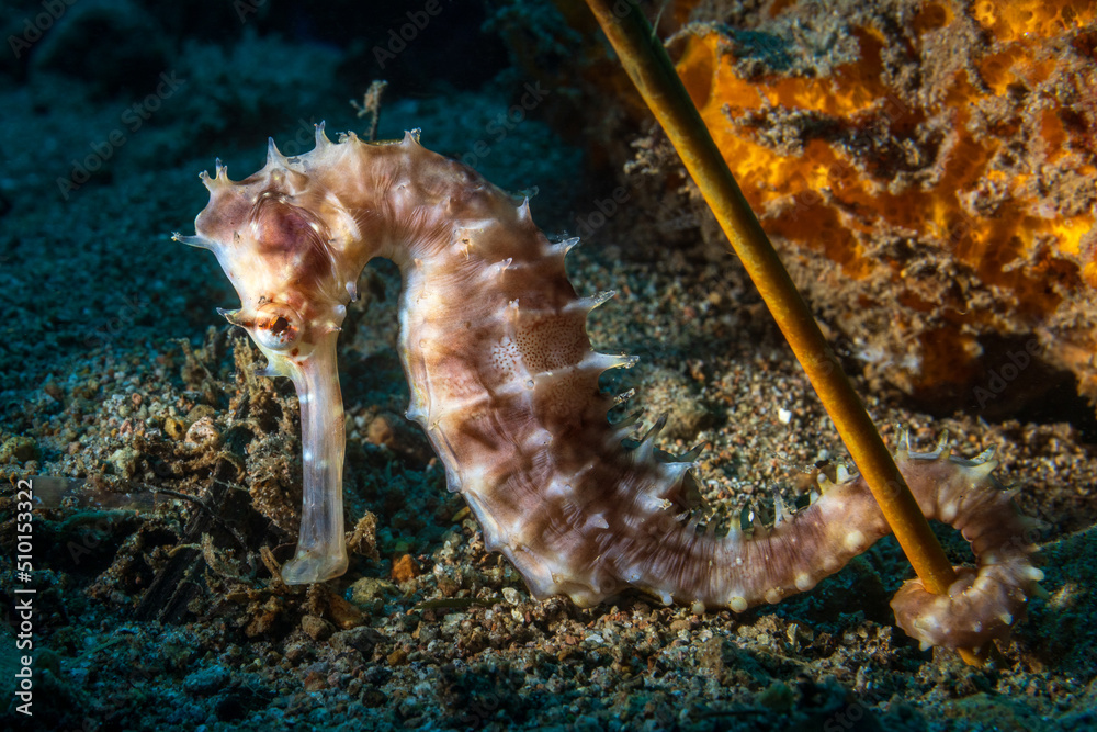 Hippocampus kuda, also known as the common seahorse, estuary seahorse ...