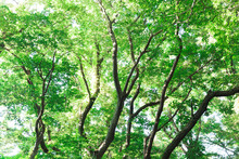 Tree Free Stock Photo - Public Domain Pictures