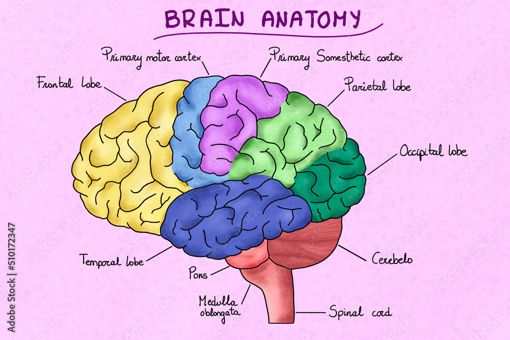 Human brain anatomy illustration Stock Photo | Adobe Stock