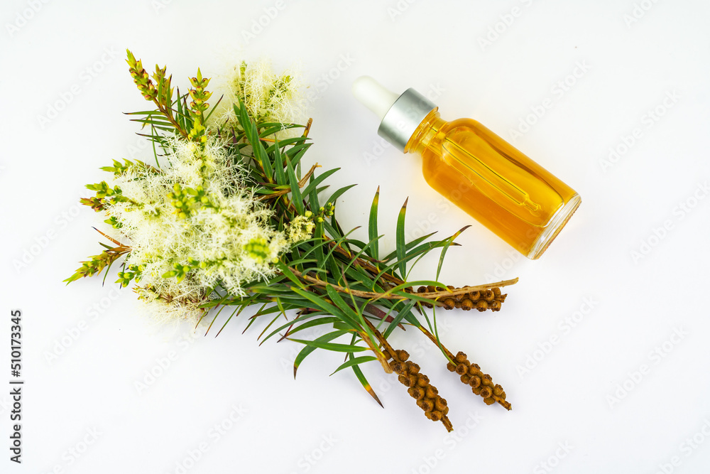 Fresh tea tree branch and essential oil on white background. Tea tree ...