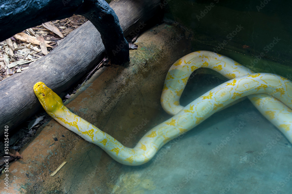 The albino Reticulated python (Malayopython reticulatus). It is a ...