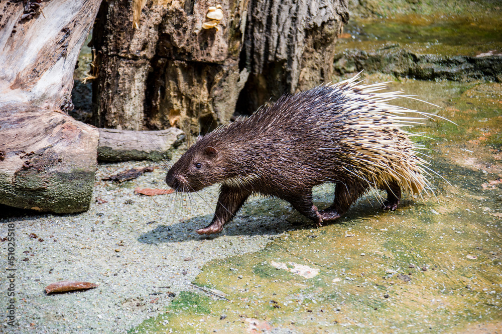 Foto de Stock The Malayan porcupine (Hystrix brachyura) is a species of ...