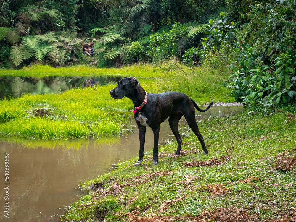 The Great Dane, also known as the German Mastiff or Deutsche Dogge, a ...