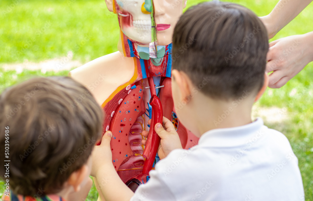 anatomy mannequin.plastic man dummy with internal organs.technical ...